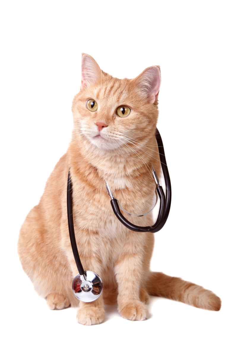 Mass Veterinary Services | Veterinary Services | Internal Medicine